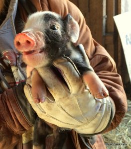 Important Piglet Care Facts to Know - Countryside